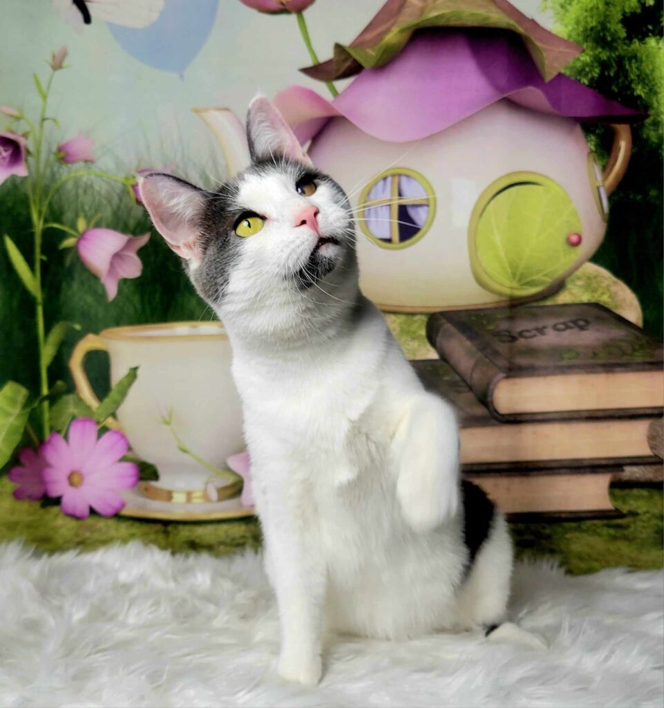 Featured Pets - ninthliferescue.com
